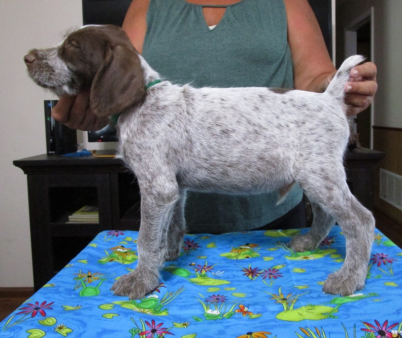 Home - Draco Kennels